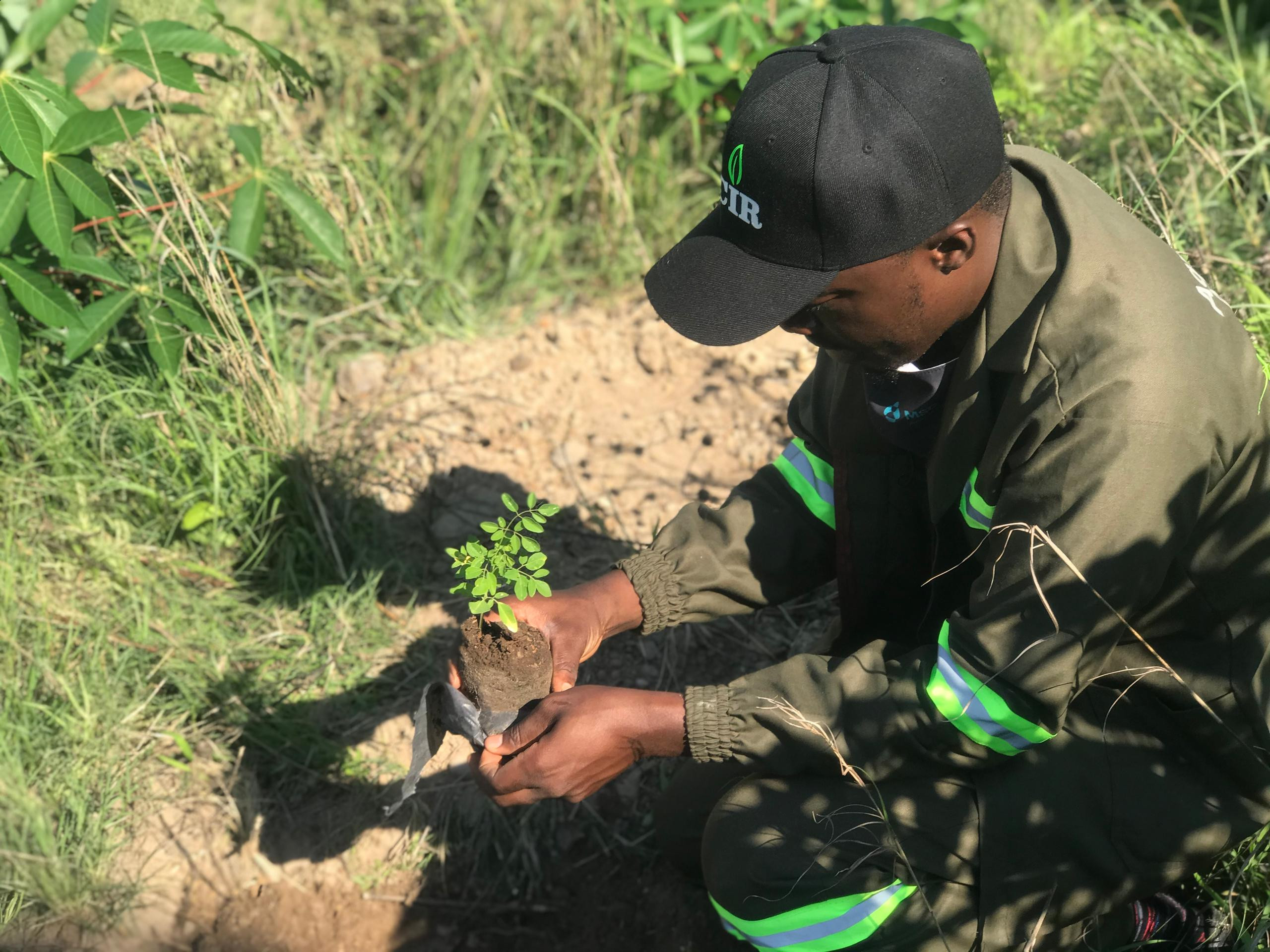 Plantation sites in project Zimbabwe Reforestation Initiative, ZW ...