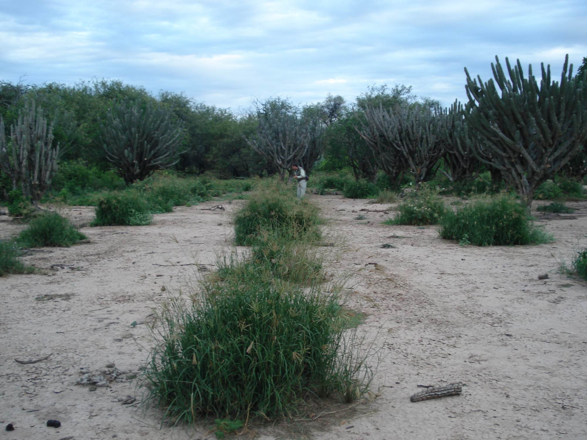 Preguntas sobre el proyecto Seamos Bosques - Gran Chaco Project, AR ...