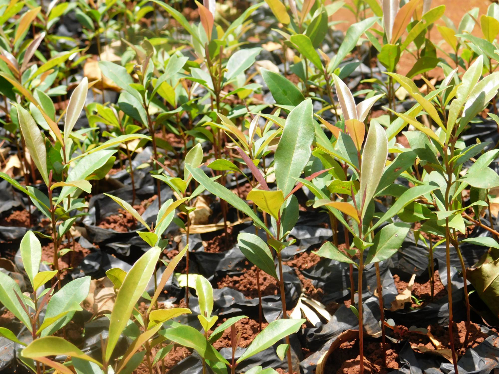 List of tree species in project 20 Million Trees for Kenya’s Forest, KE ...