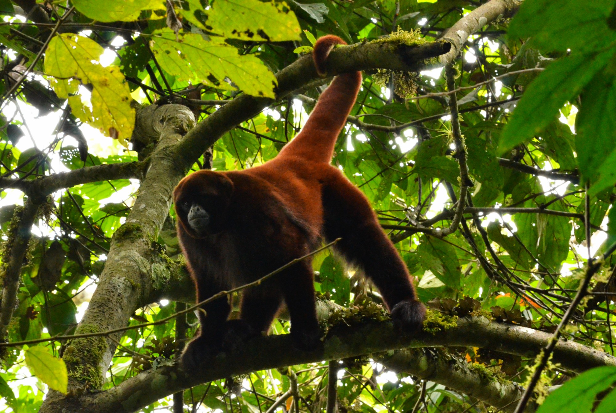 Lista de espécies de árvores em projeto Save the Yellow-Tailed Woolly ...
