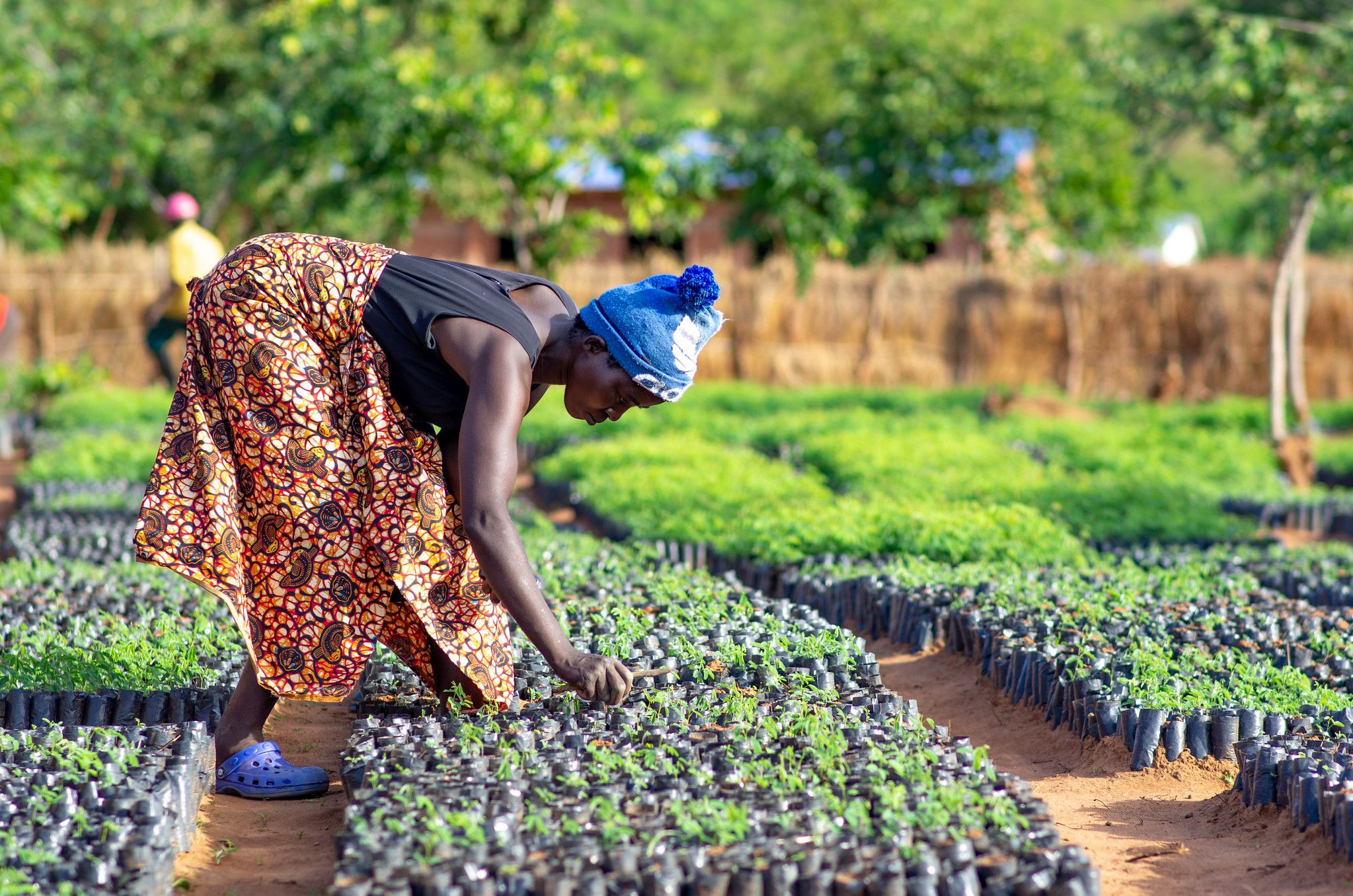 List of tree species in project Enyezini indigenous reforestation, MW ...