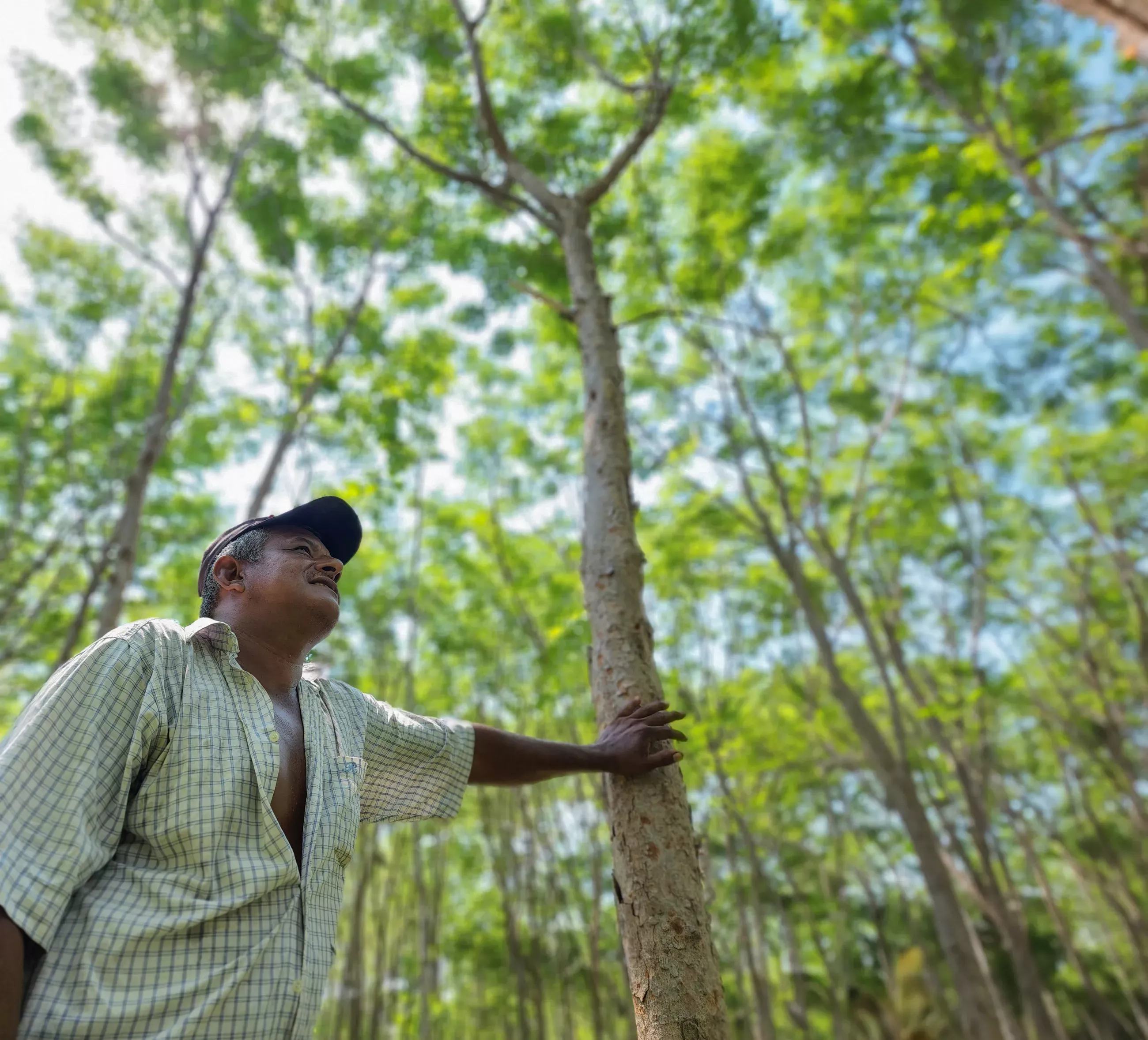 Plantation sites in project CommuniTree, NI | Tree-Nation - Project’s ...