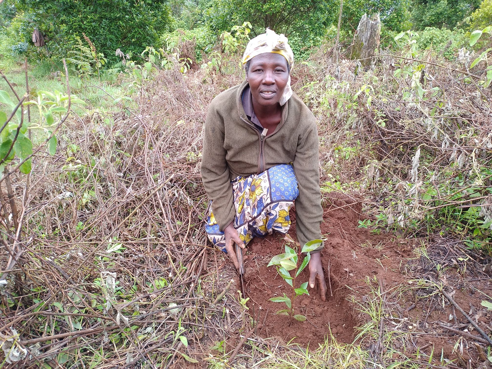 List of tree species in project Mount Kenya Landscape restoration, KE | Tree-Nation - Project’s ...