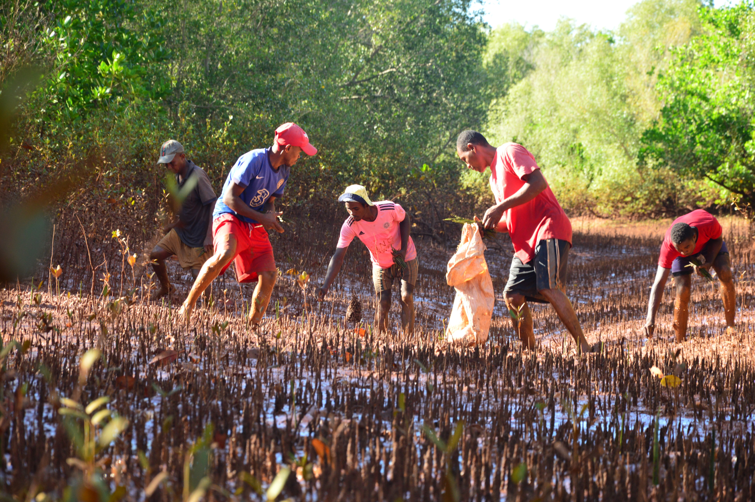 List of tree species in project Eden Reforestation Projects, MG | Tree ...