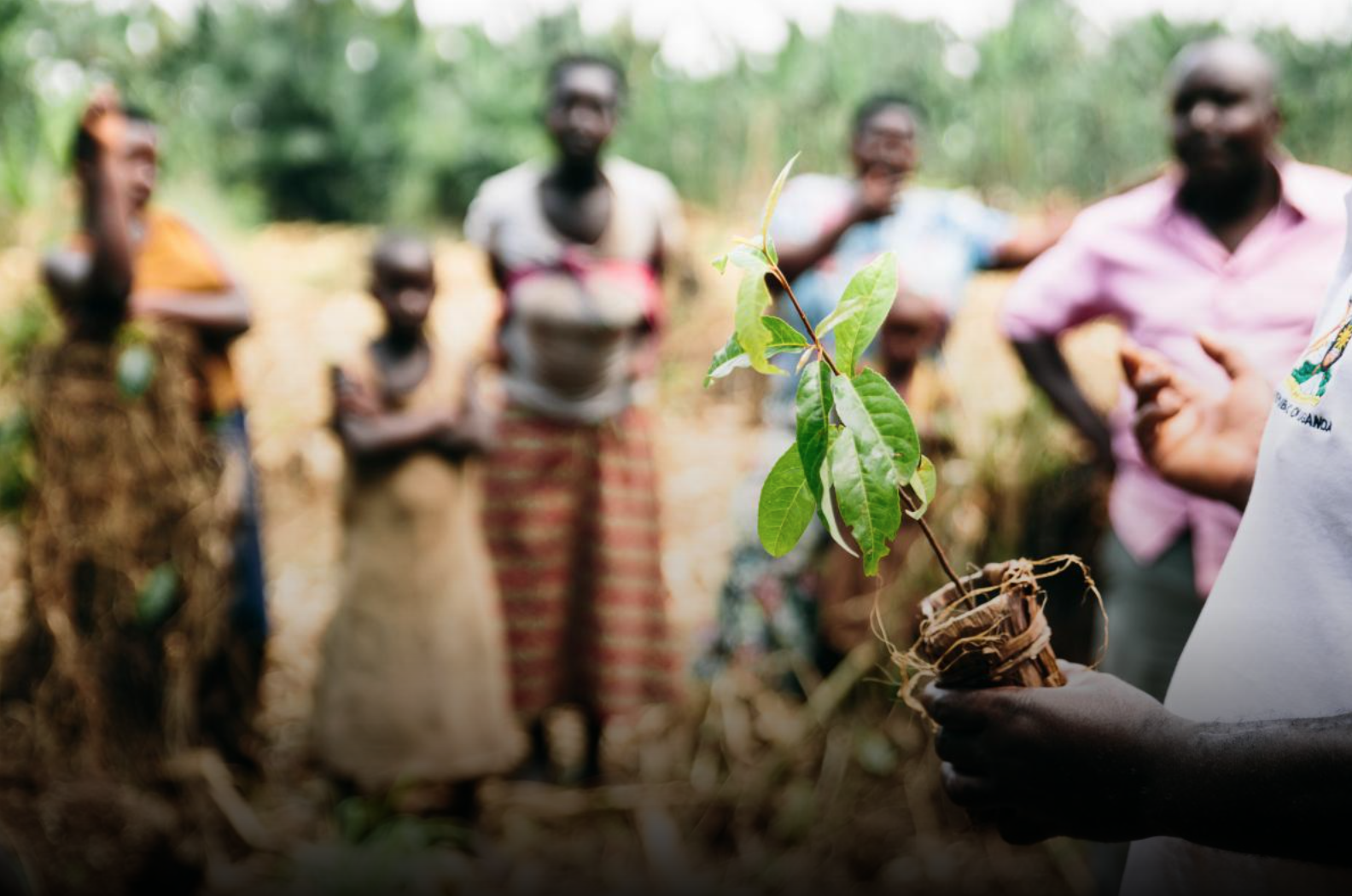 List of tree species in project Rewilding land & protecting species, NA ...