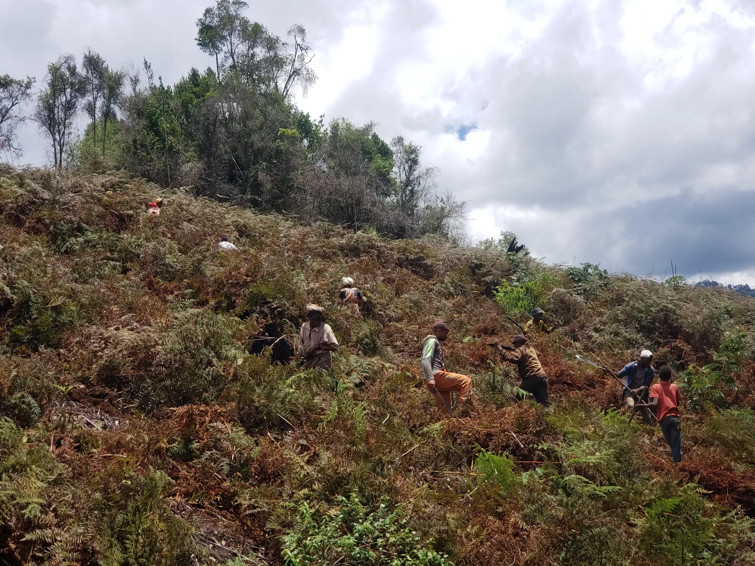 RATIONALE OF TREE PLANTING ACTIVITIES | Tree-Nation - Project’s updates