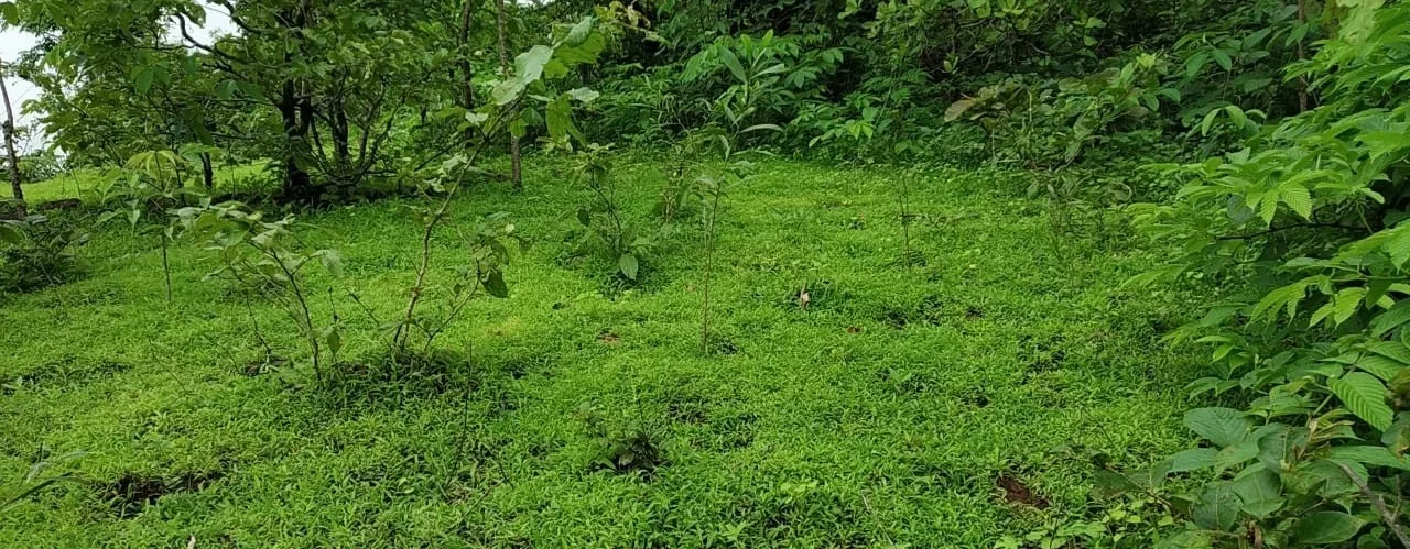 How Trees Help During Drought: Nature’s Resilience in Crisis | Tree ...