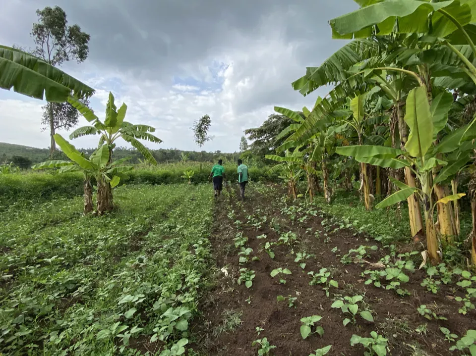 The challenge of reforestation in Cameroon, a country faced with ...