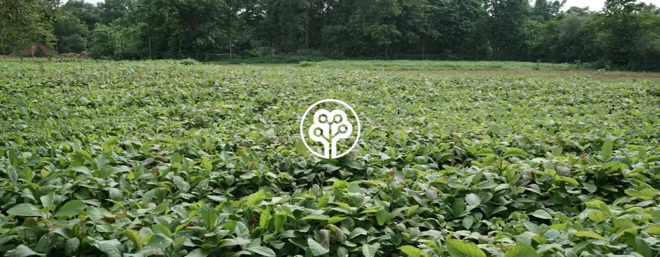 Why planting trees is key to global food security | Tree-Nation ...