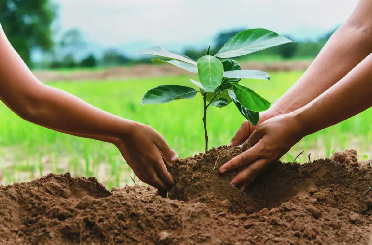The Social and Economic Benefits of Tree Planting | Tree-Nation ...
