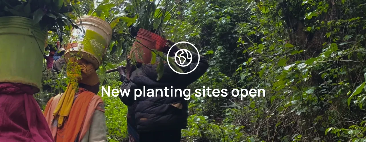 Strengthening Forest Restoration: New Planting Site at Mkussu Forest Reserve | Tree-Nation ...