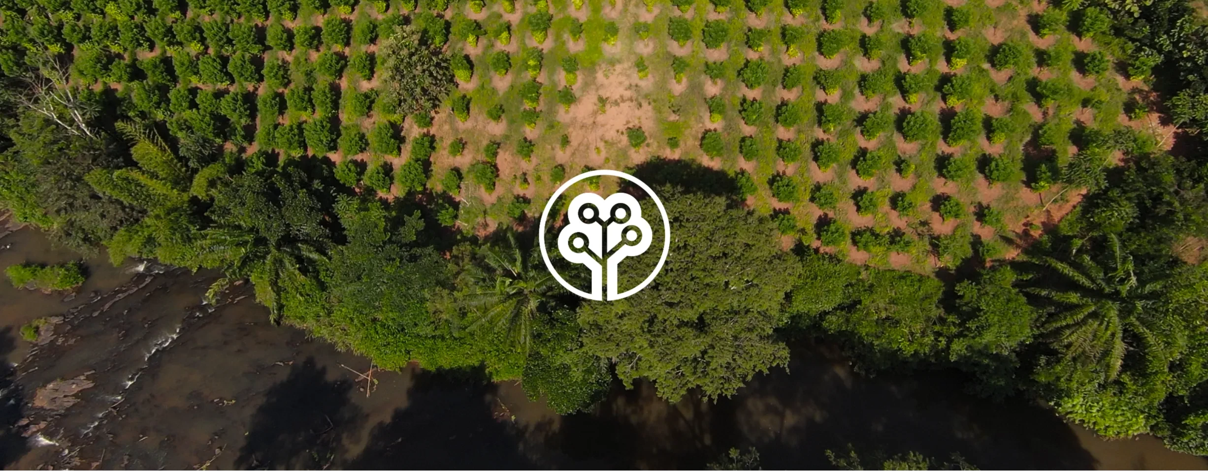 Tree-Nation Annual Report 2024: A year of growth and impact | Tree ...
