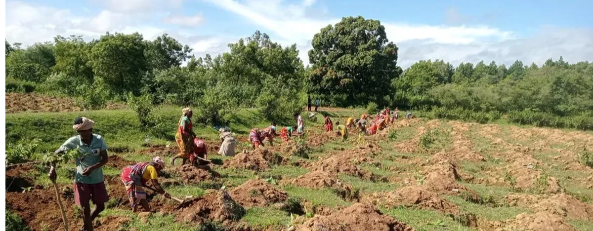 Empowering Indigenous Tribes of Odisha through Tree Plantation and ...