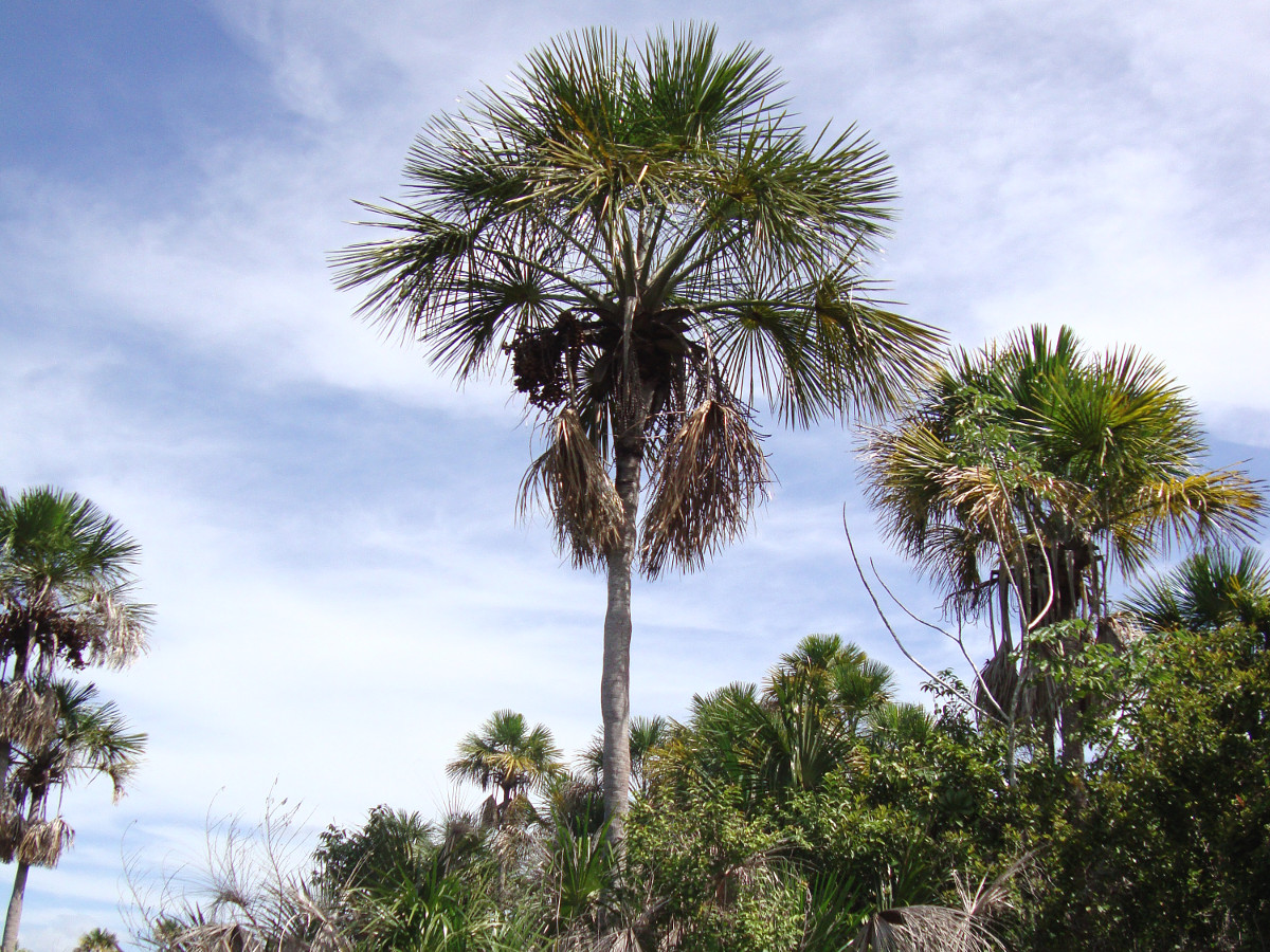 Trees planted by Adel & Link Public Relations