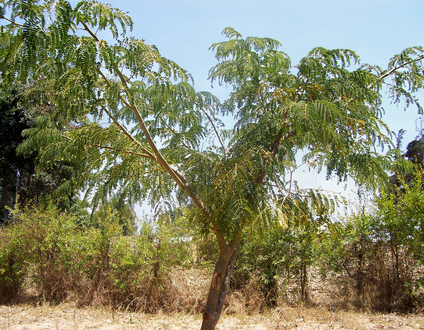 Trees planted by THE POWDER SHAMPOO®