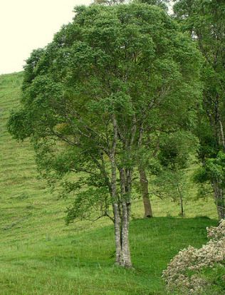 Trees planted by Adel & Link Public Relations