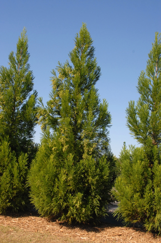 Tree planted by Maderas Barber