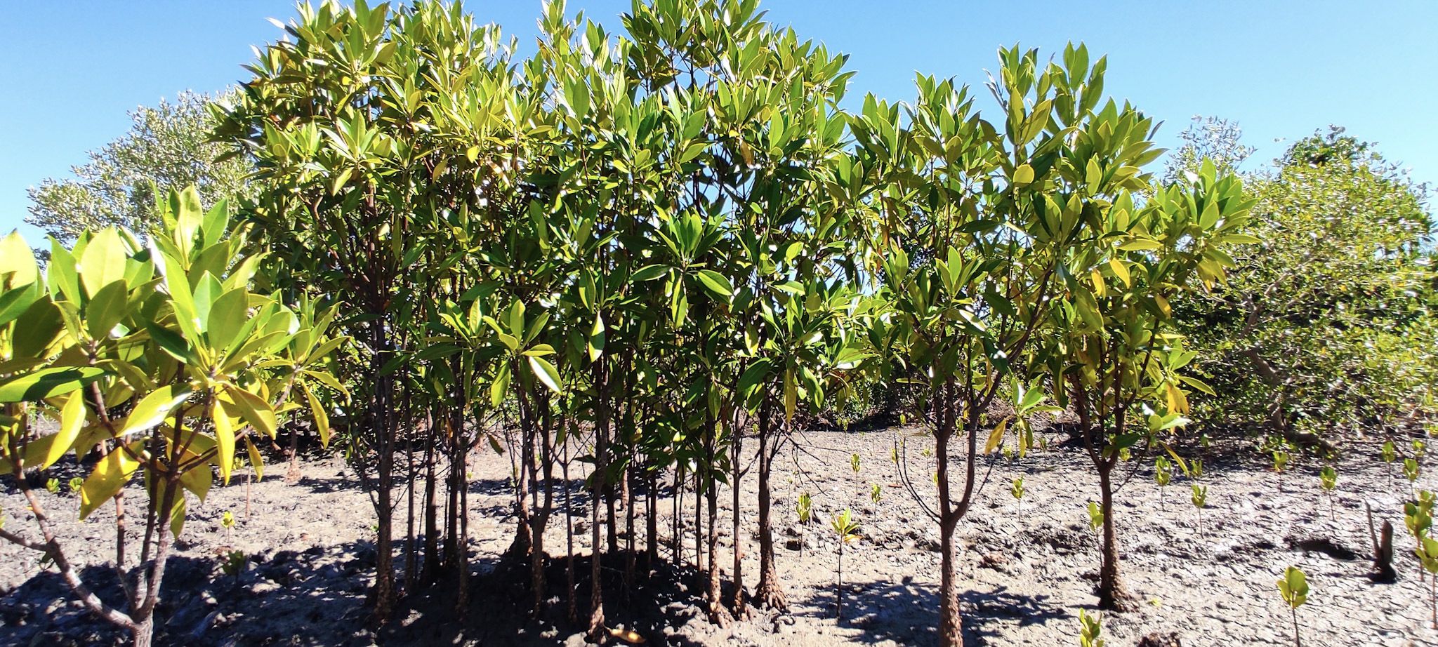 Tree planted by Wooden Cuties