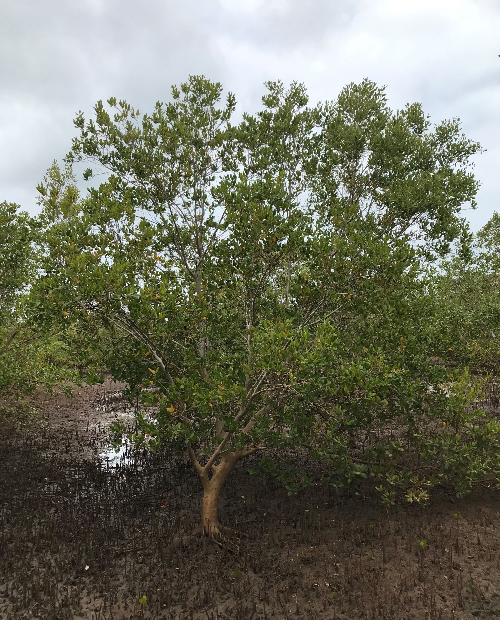 Tree planted by The Box Self Storage
