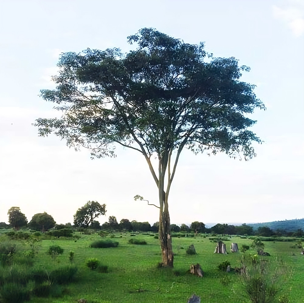 Tree planted by Loony Legs
