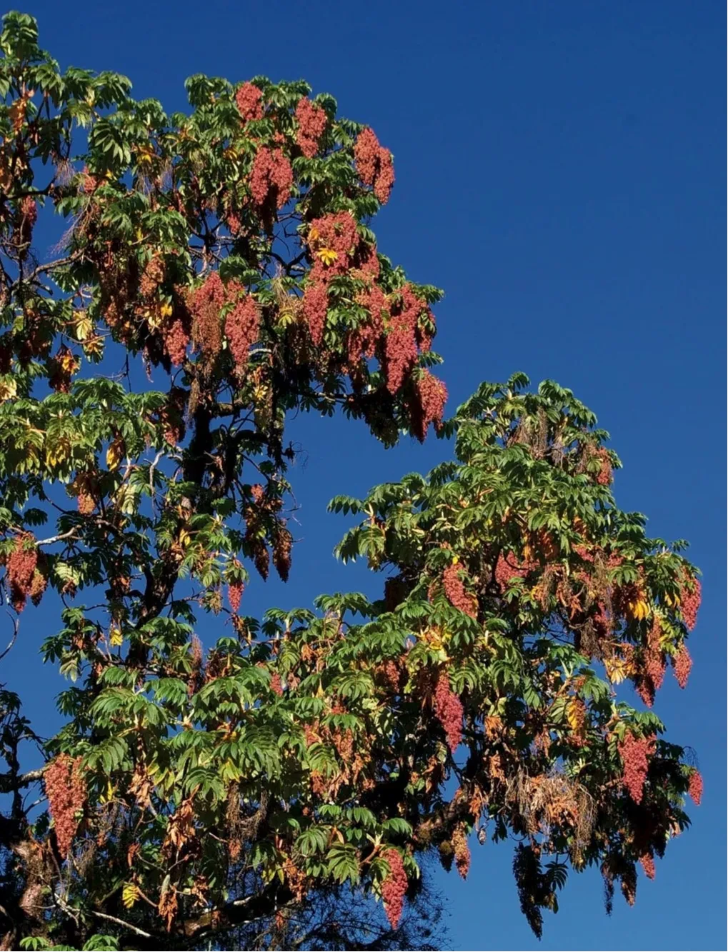 Tree planted by Loony Legs