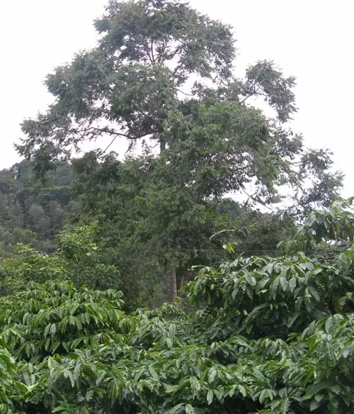Tree planted by Benoit Jacques