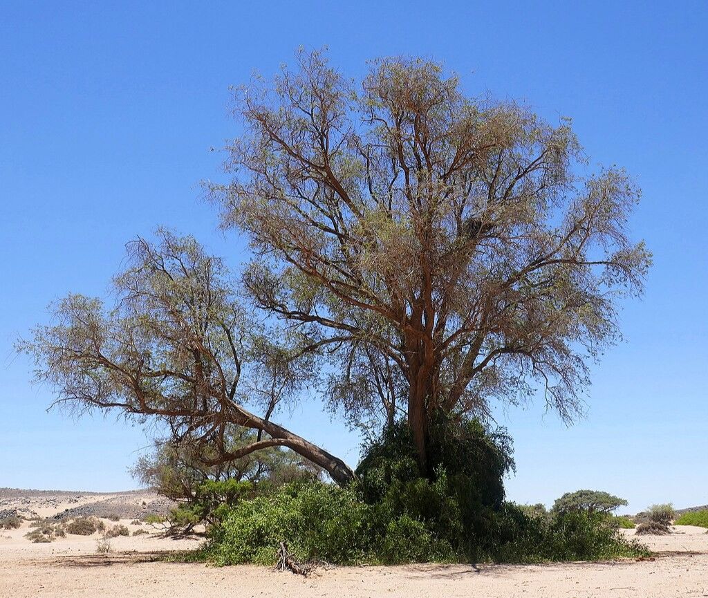 Tree planted by Essence-pur GmbH