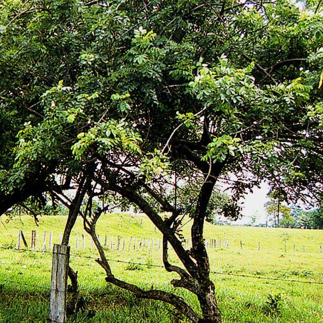 Matarratón or Gliricidia sepium | Tree-Nation - Project’s updates