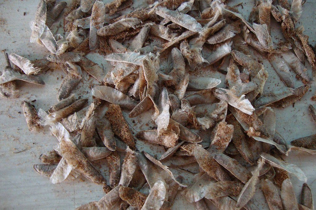 Collecting Native Tree Seeds | Tree-Nation - Project’s updates