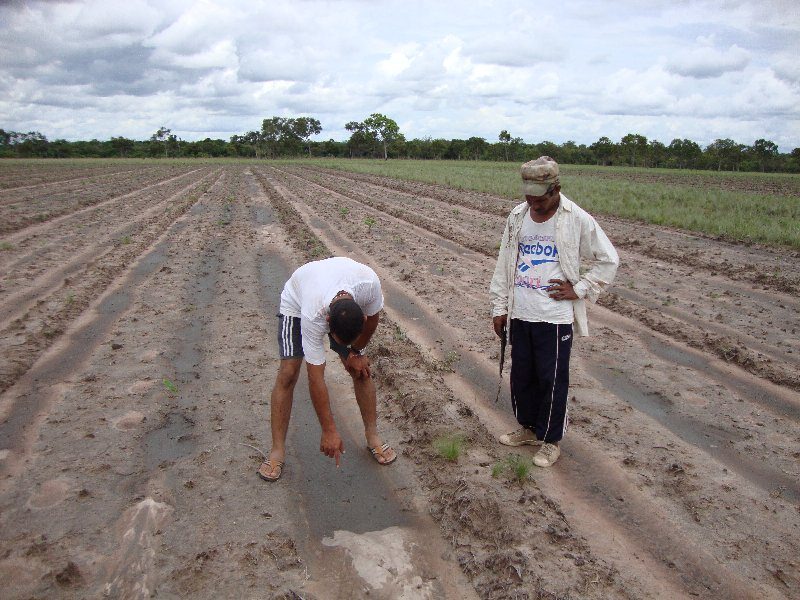 Understanding Good Plantation Management | Tree-Nation - Mises à jour ...