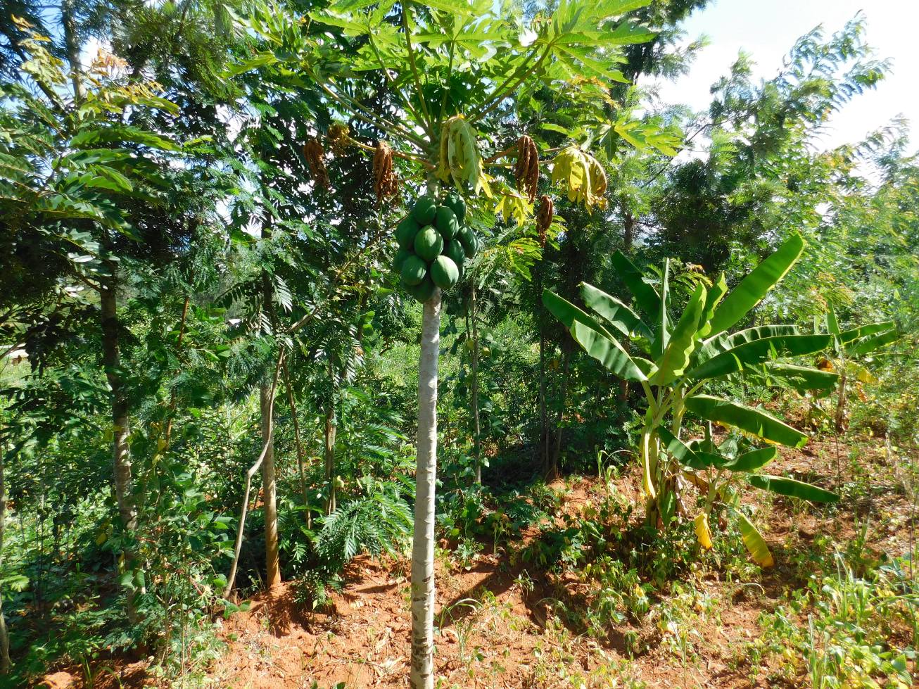 Últimas noticias del proyecto Mount Kenya Landscape restoration, KE ...