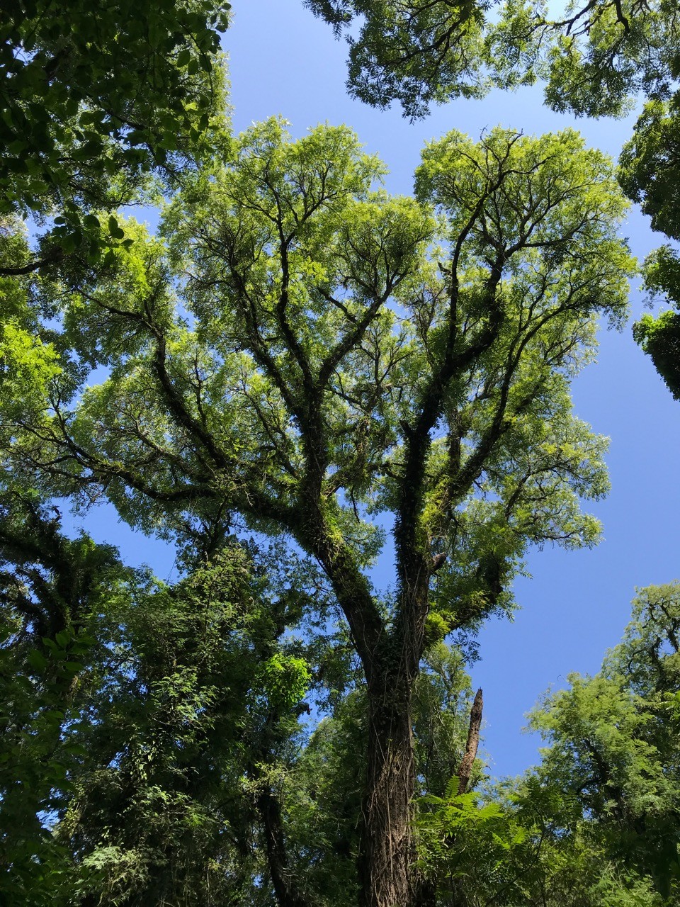 Cedro Rosado | Tree-Nation - Project’s updates