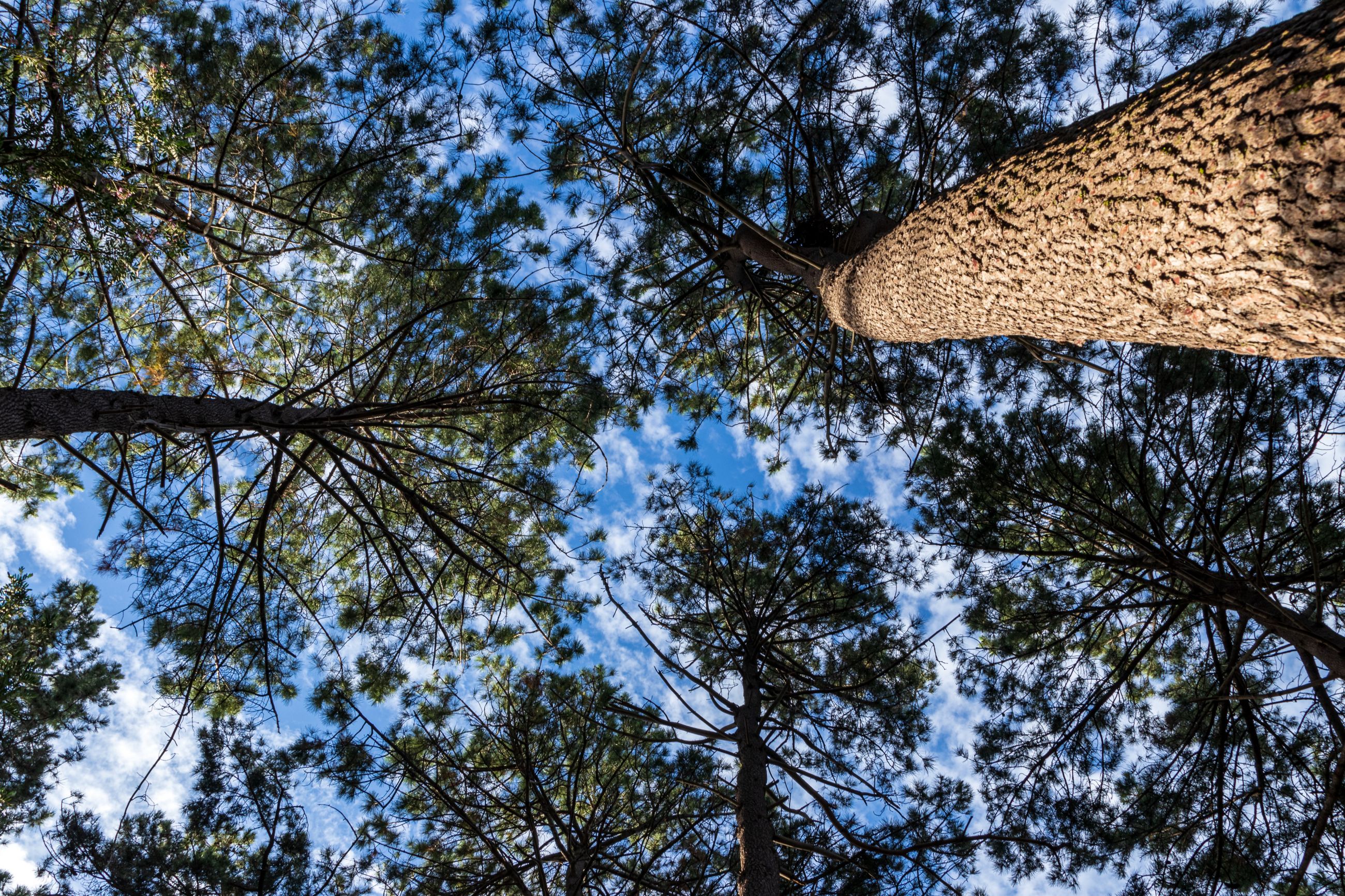 Carbon Storage | Tree-Nation - Noticias del proyecto